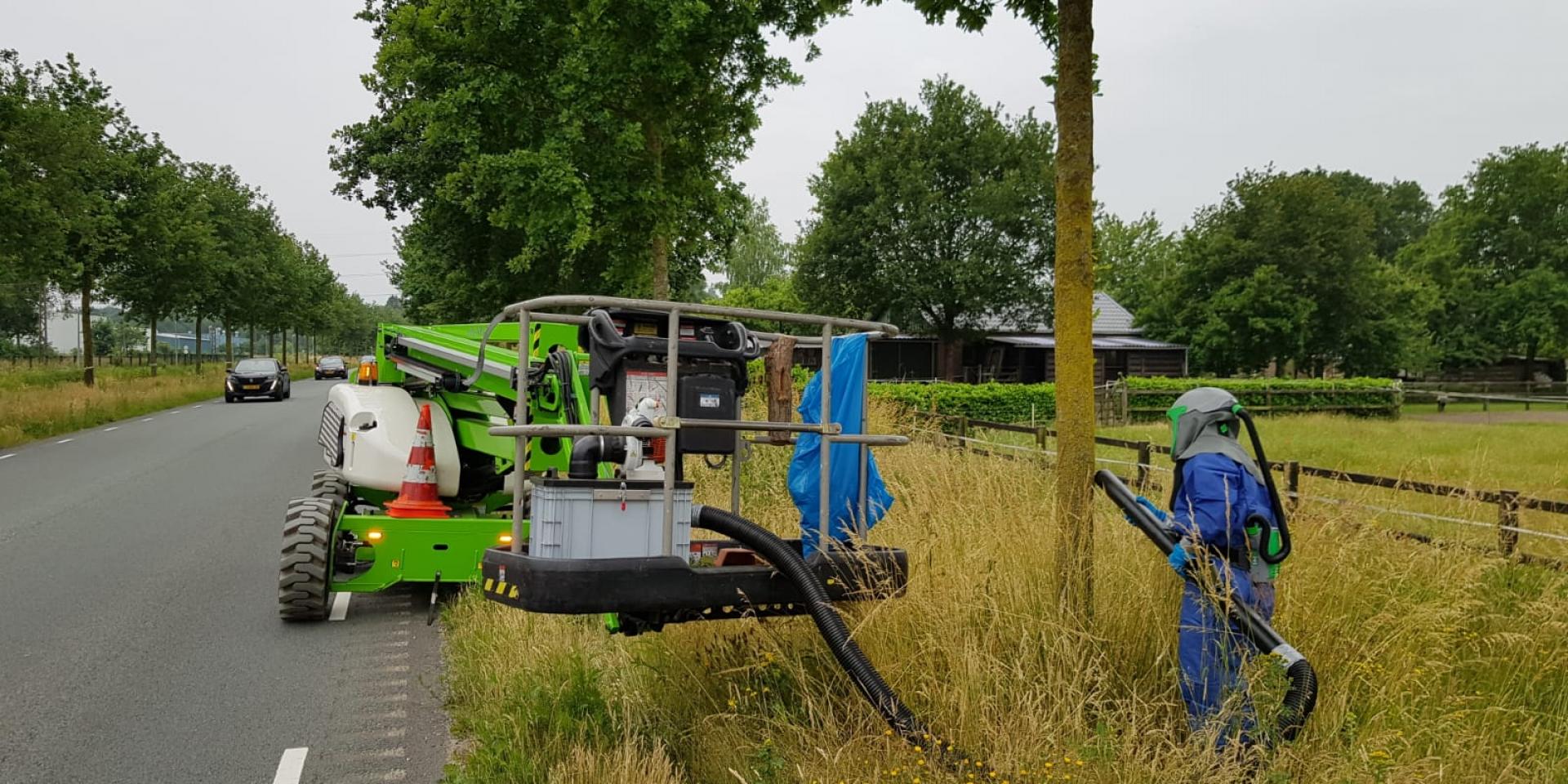 Effectieve bestrijding van de eiken processierups